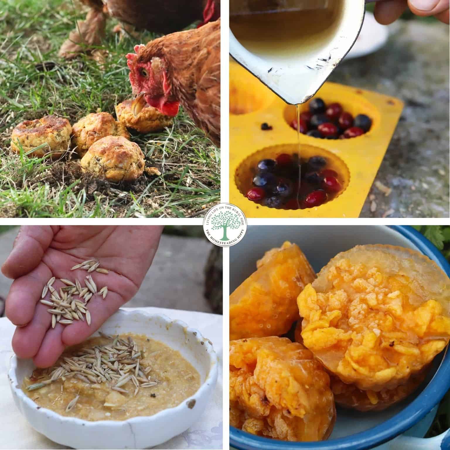50 Healthy Homemade Treats for Your Chickens