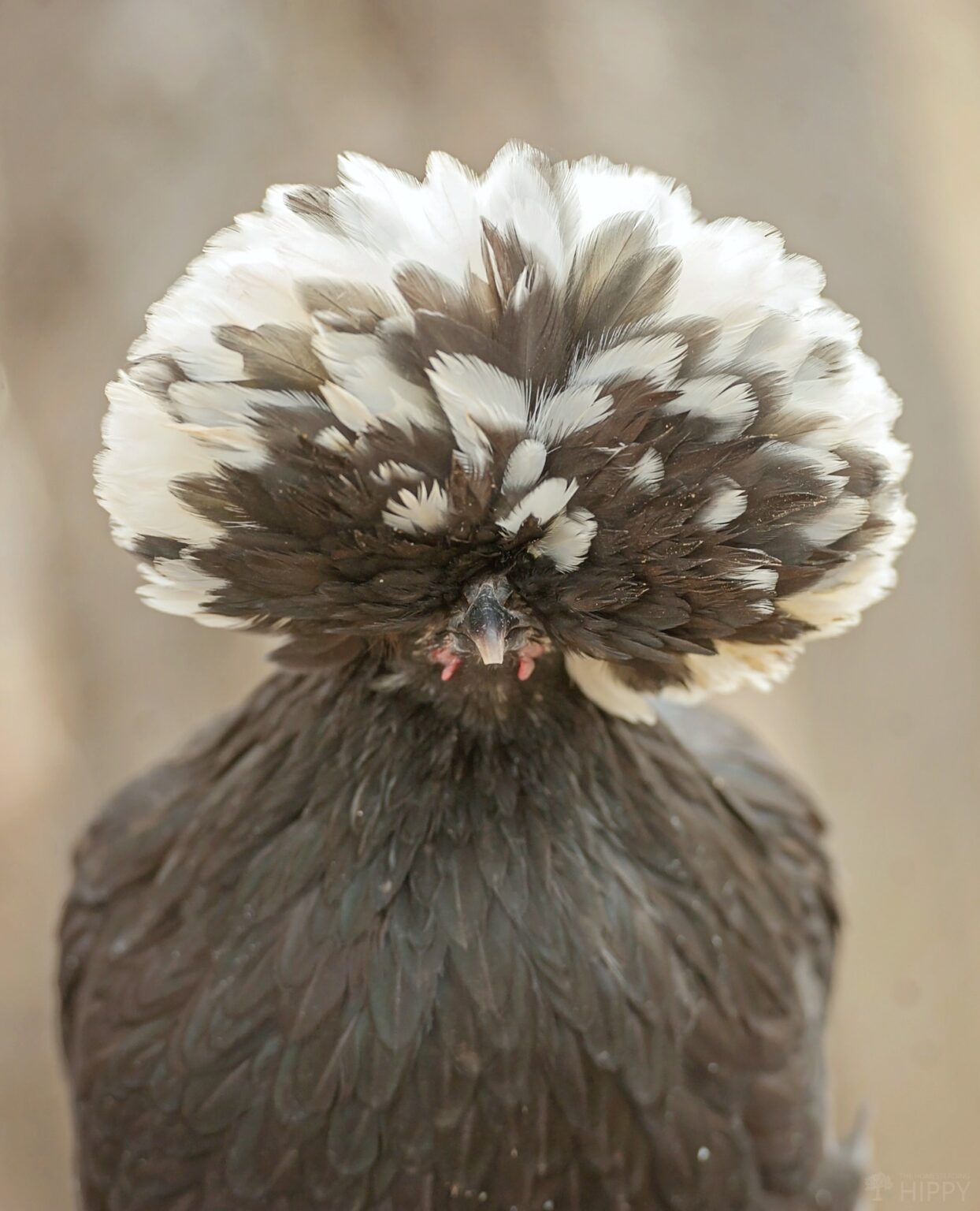 White Crested Polish Chickens Care Guide