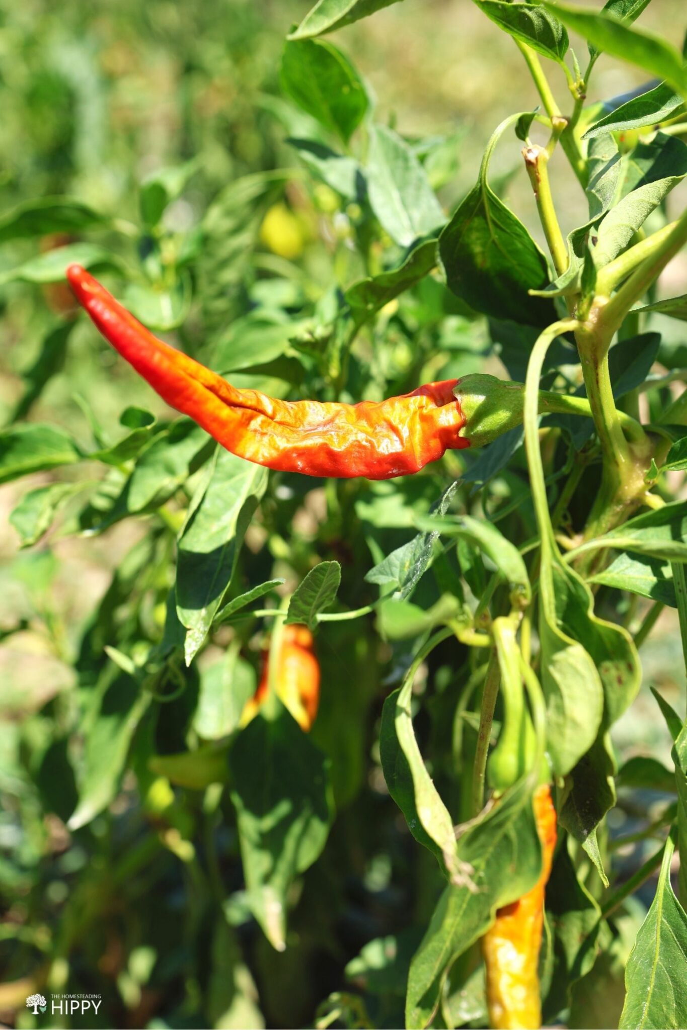 How Much Sun Do Peppers Need to Grow?
