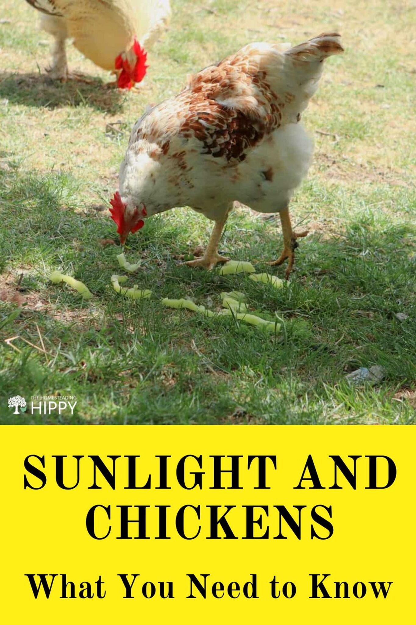 Sunlight and Chickens: What You Need to Know