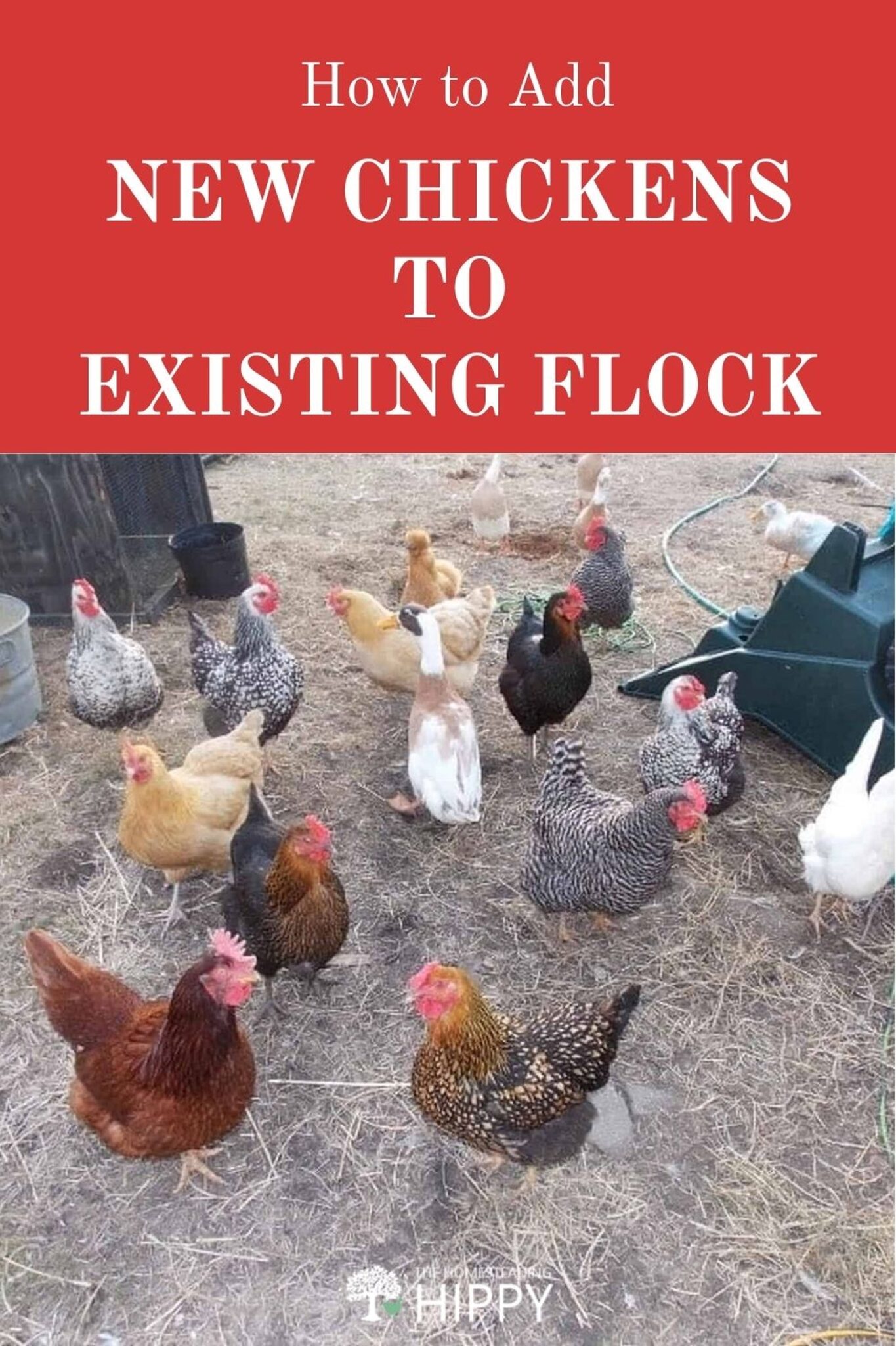 Adding New Chickens to Existing Flock With No Issues