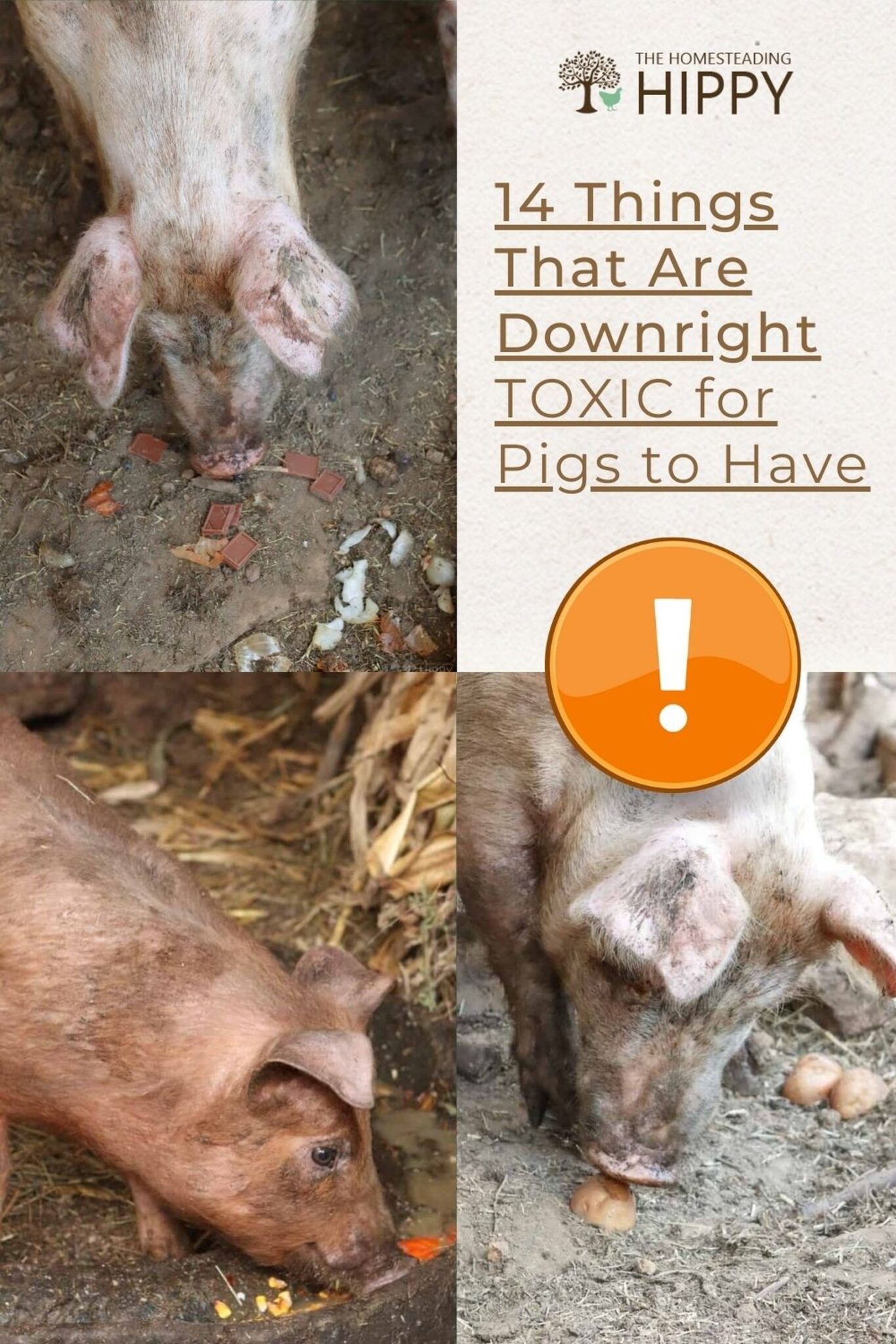 14 Things That Are Downright TOXIC for Pigs to Have