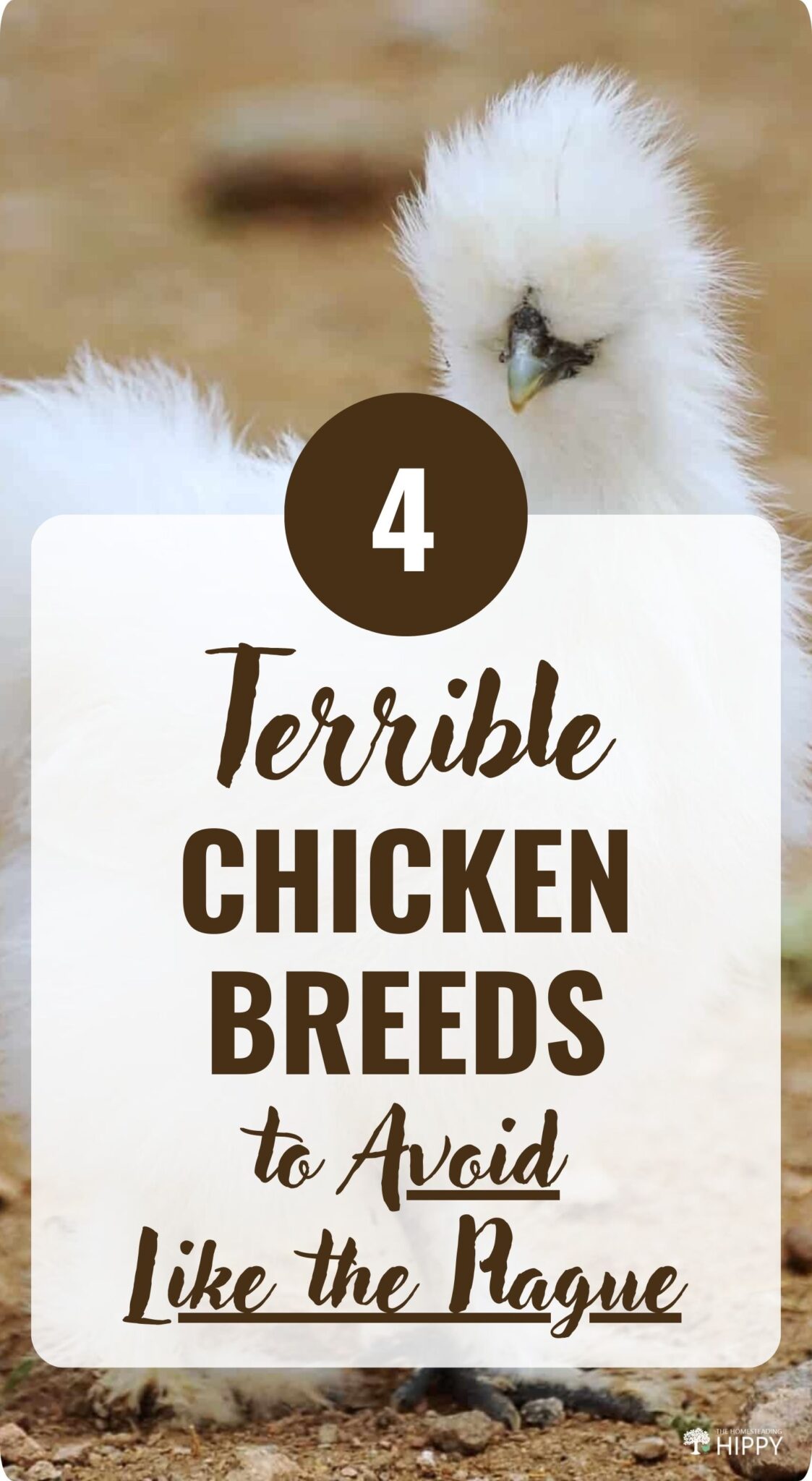 4 Terrible Chicken Breeds to Avoid Like the Plague