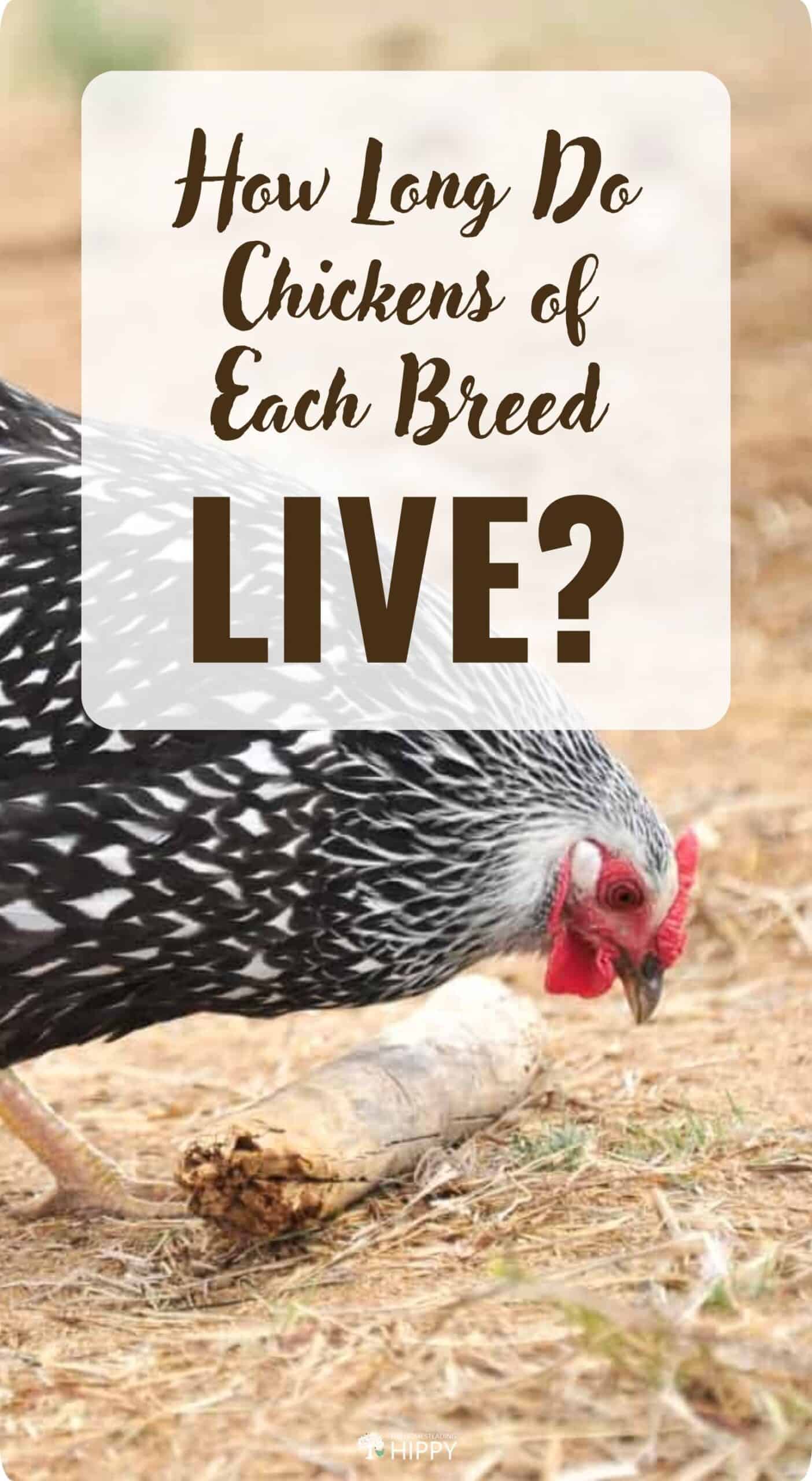 How Long Do Chickens of Each Breed Live?
